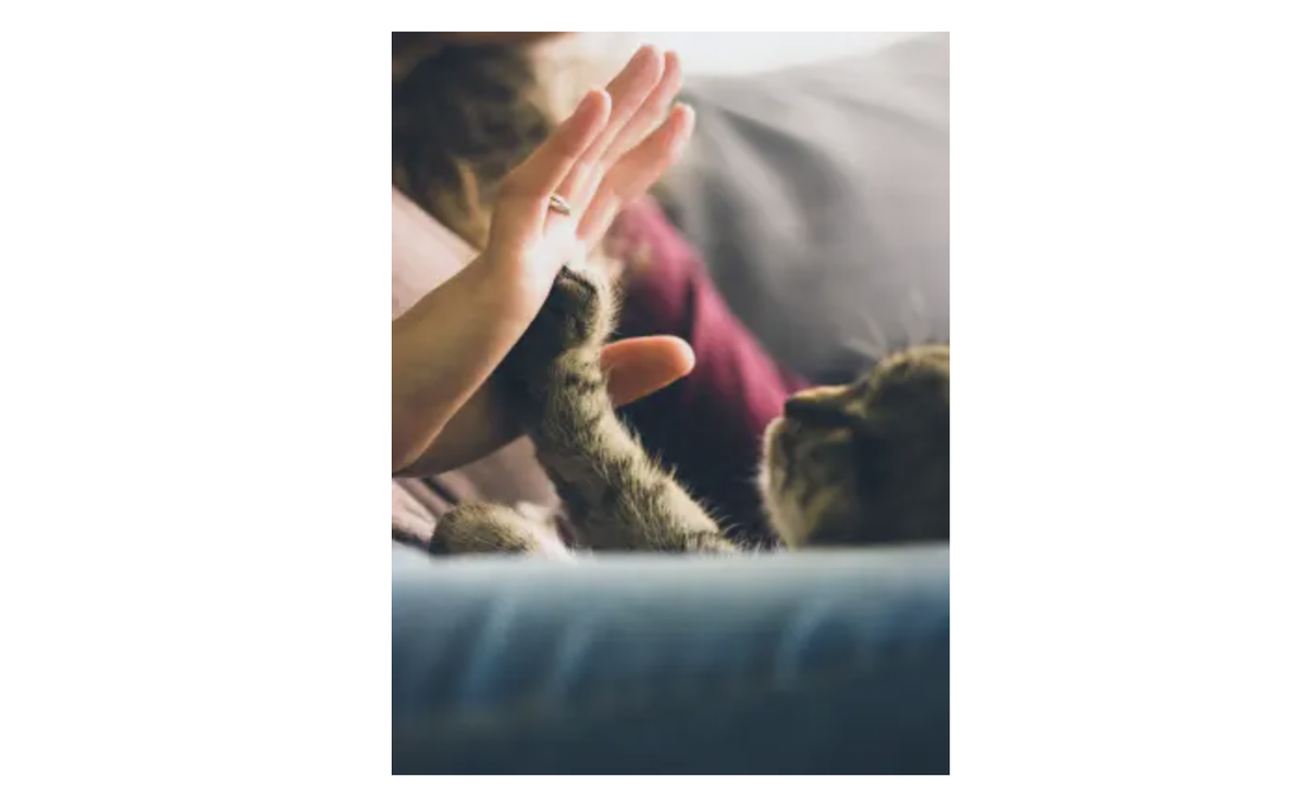 If you can’t adopt, sponsoring is a great way to help out a furry ...